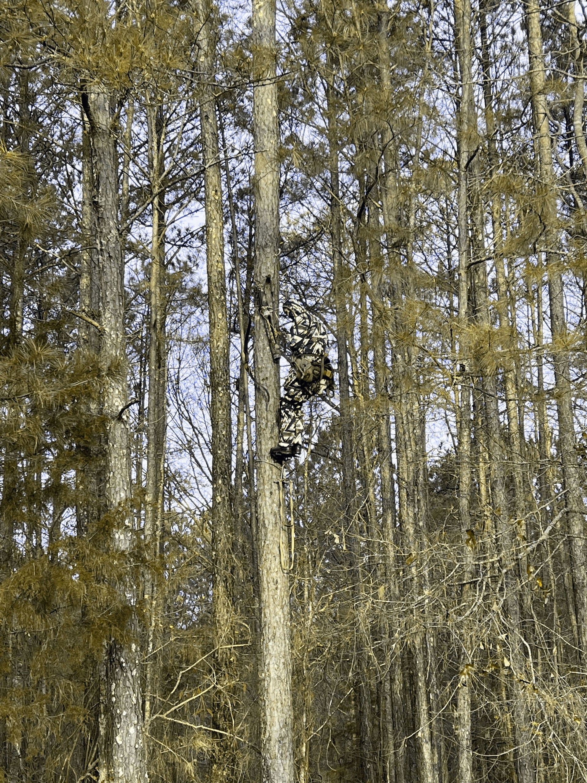 WTFCAMO® - Archery Deer Hunting Camouflage – WhiteTail Forensics